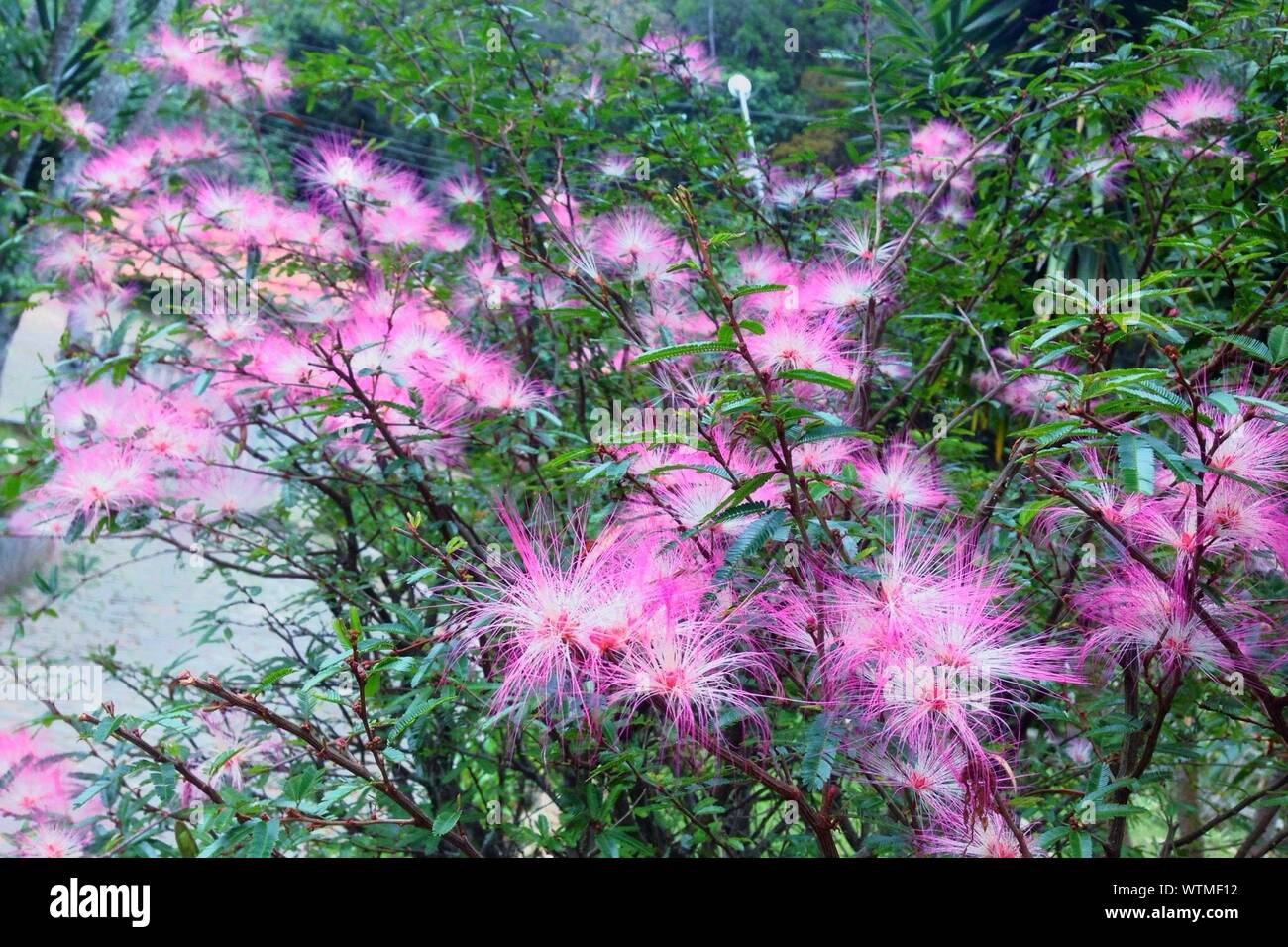 Fluffy pink flowers High Resolution Stock Photography and Images - Alamy