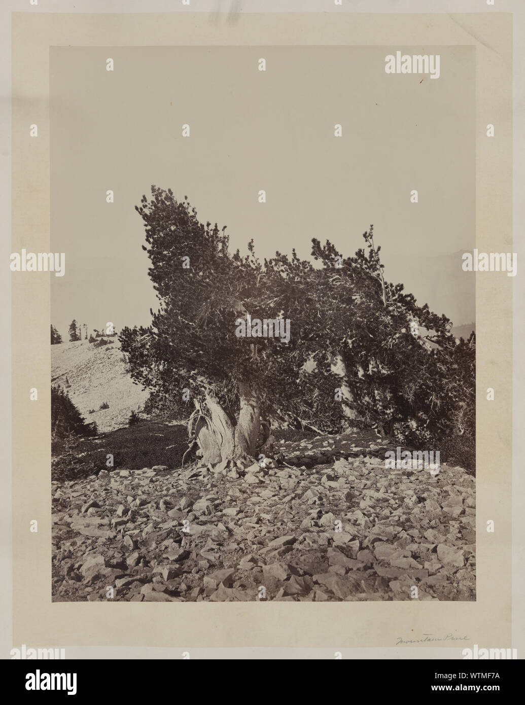 Mountain pine tree, on Mount Shasta, Calif Stock Photo - Alamy