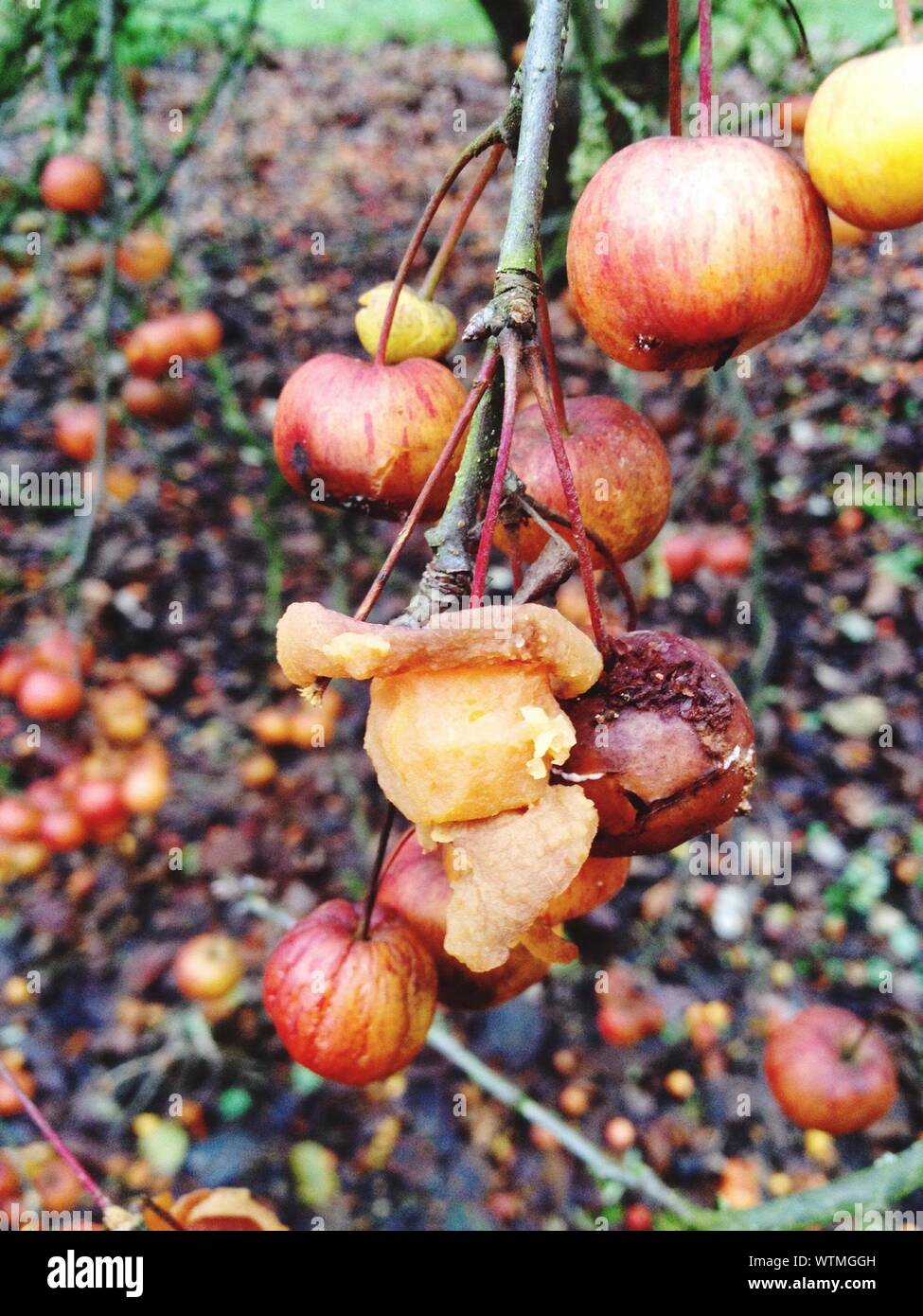 Rotting apples on branch hi-res stock photography and images - Alamy