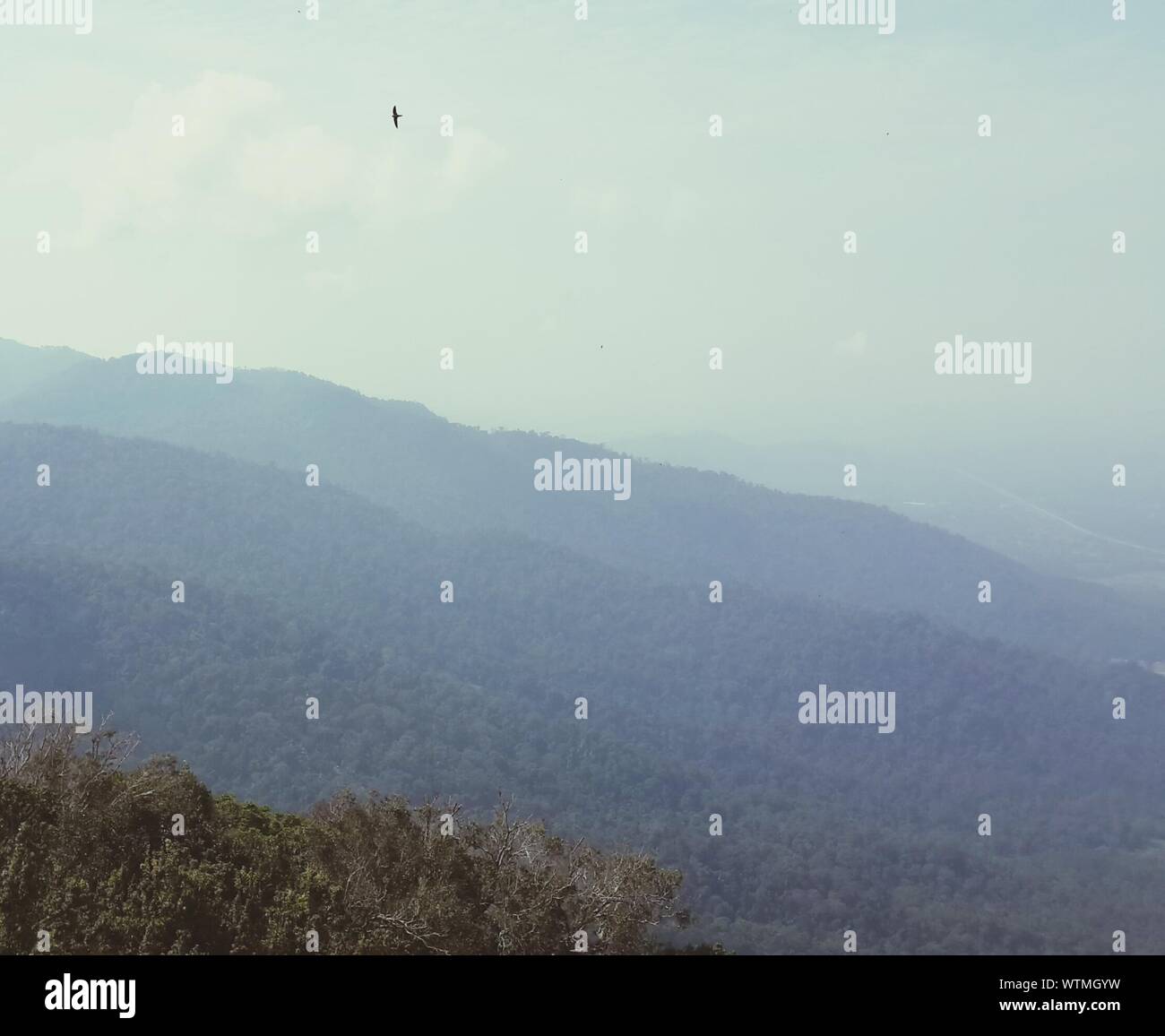 Bird of the forest hi-res stock photography and images - Alamy