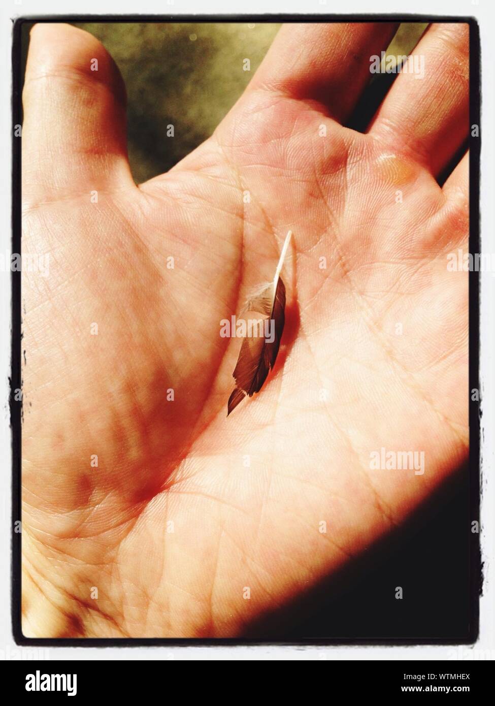 Feather palm hi-res stock photography and images - Alamy