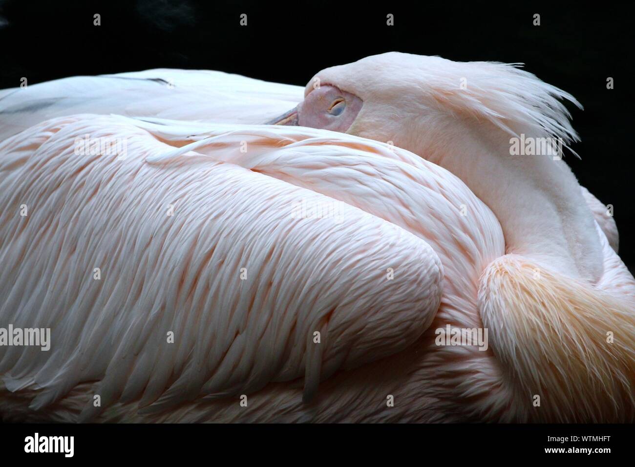 Pelican resting hi-res stock photography and images - Alamy