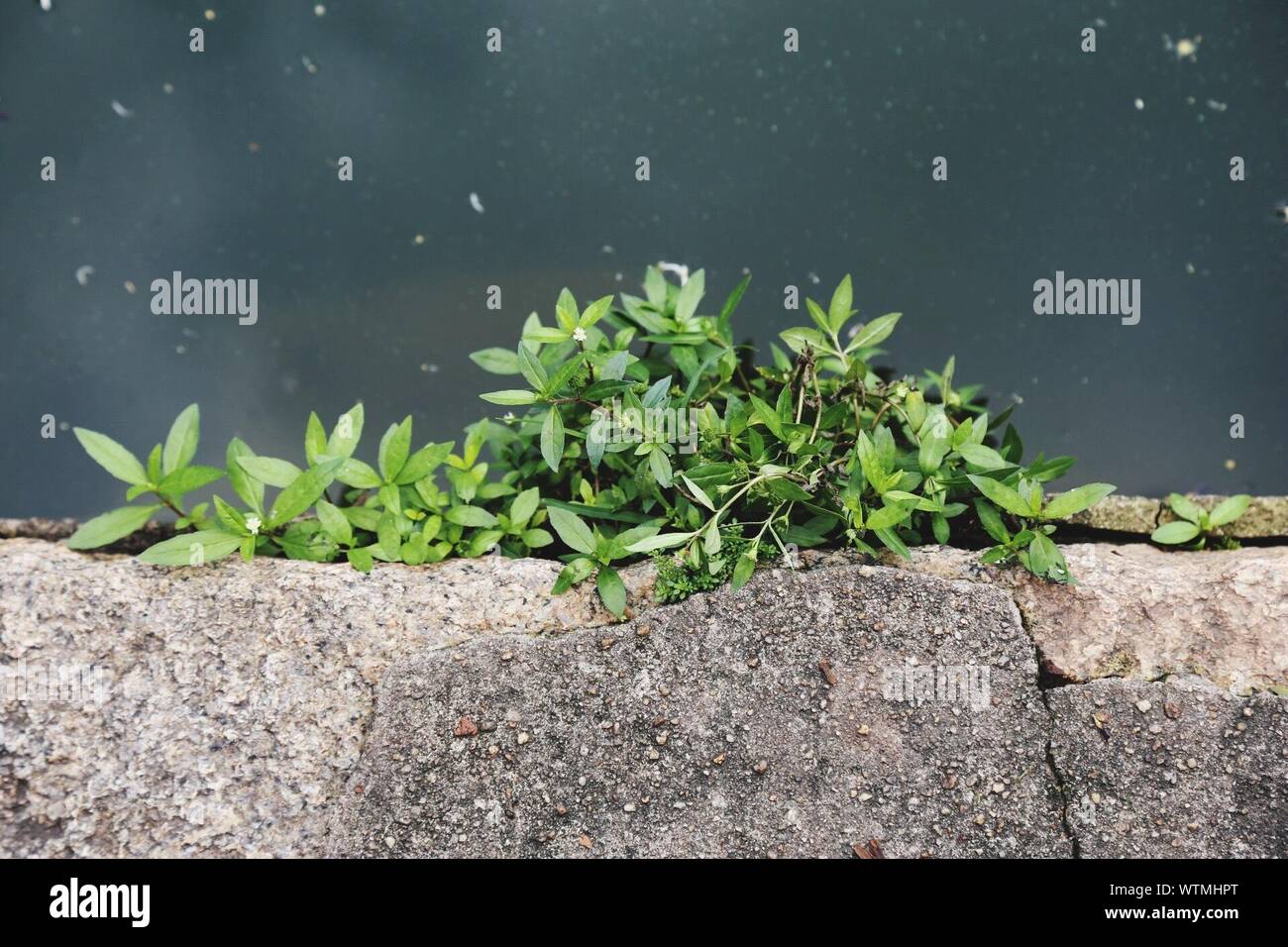Water edge plants hi-res stock photography and images - Alamy