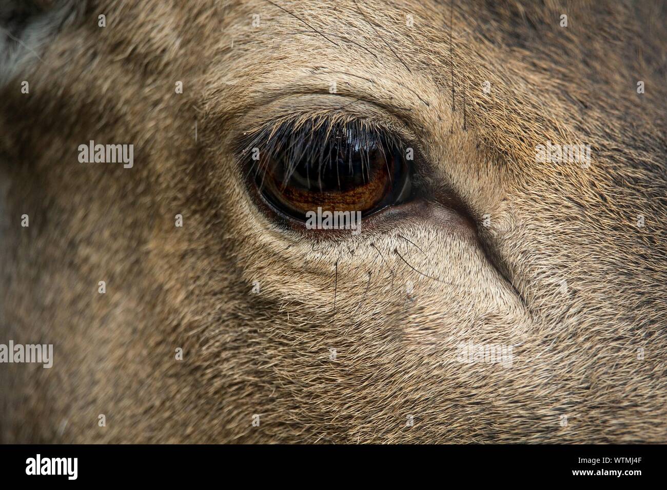 Deer eye hi-res stock photography and images - Alamy