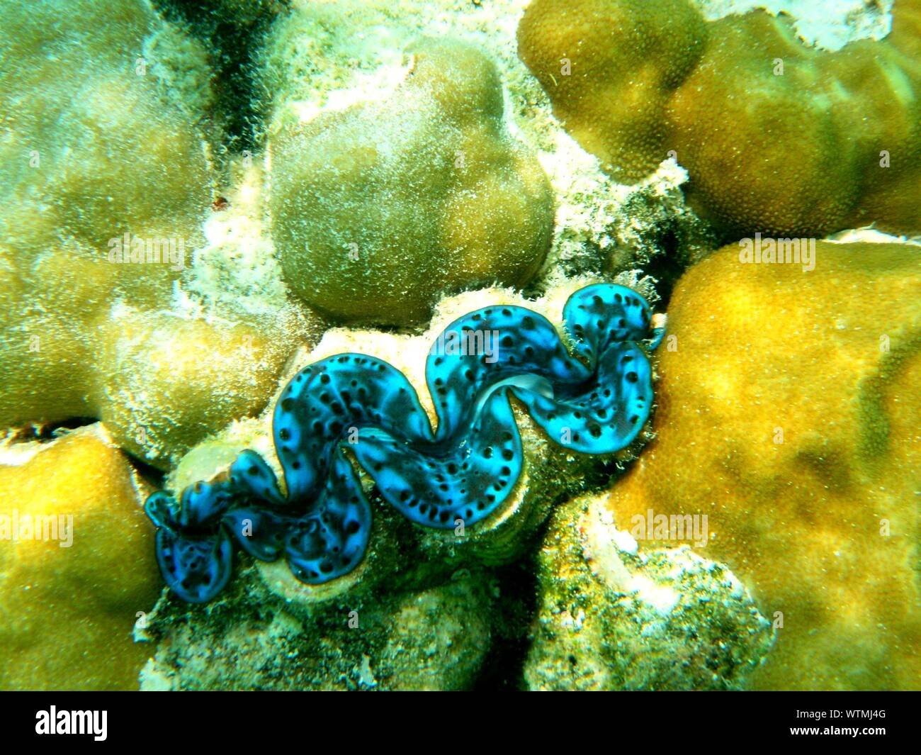 Swimming slug hi-res stock photography and images - Alamy