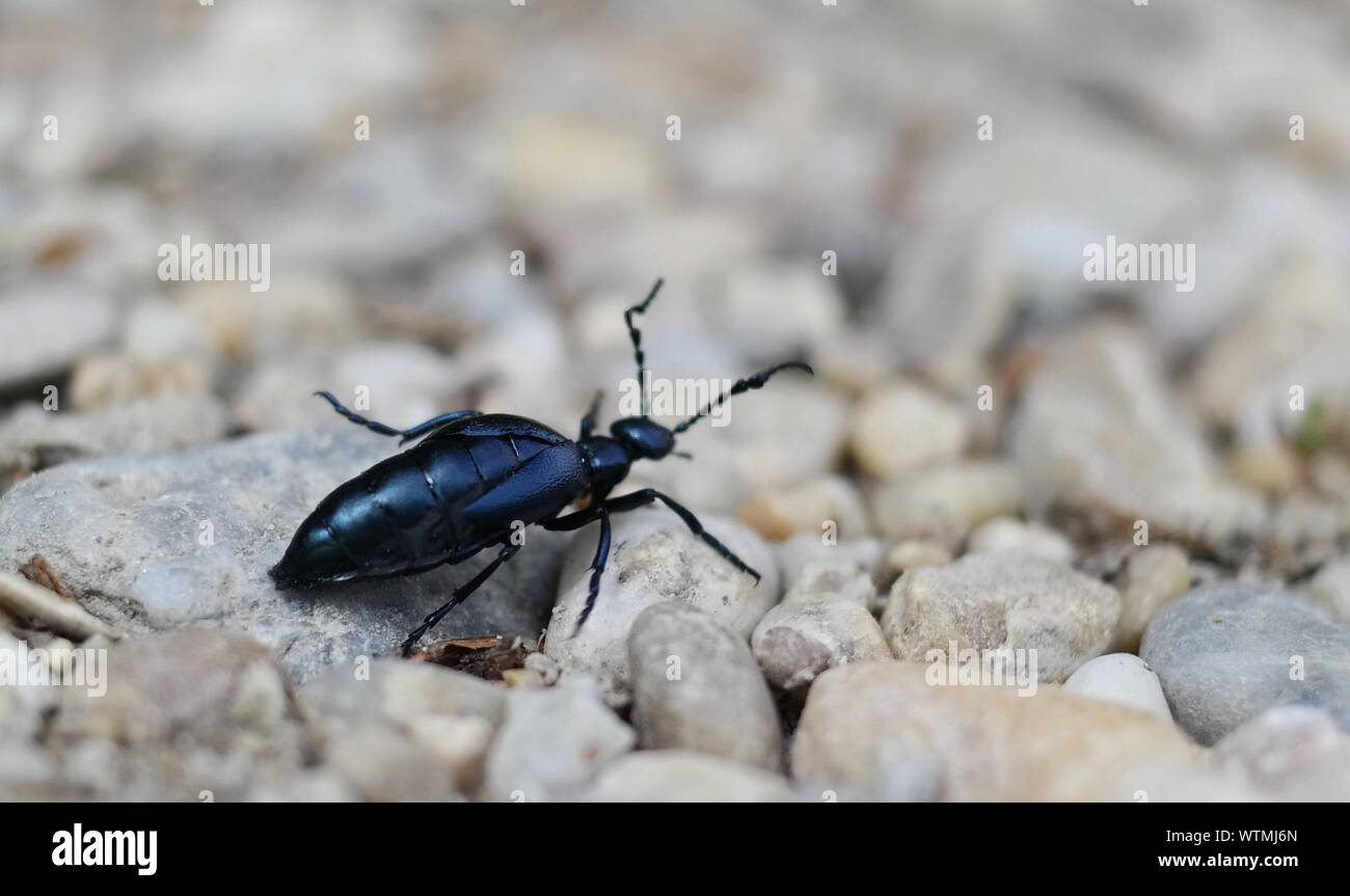 Black stones in focus hi-res stock photography and images - Alamy