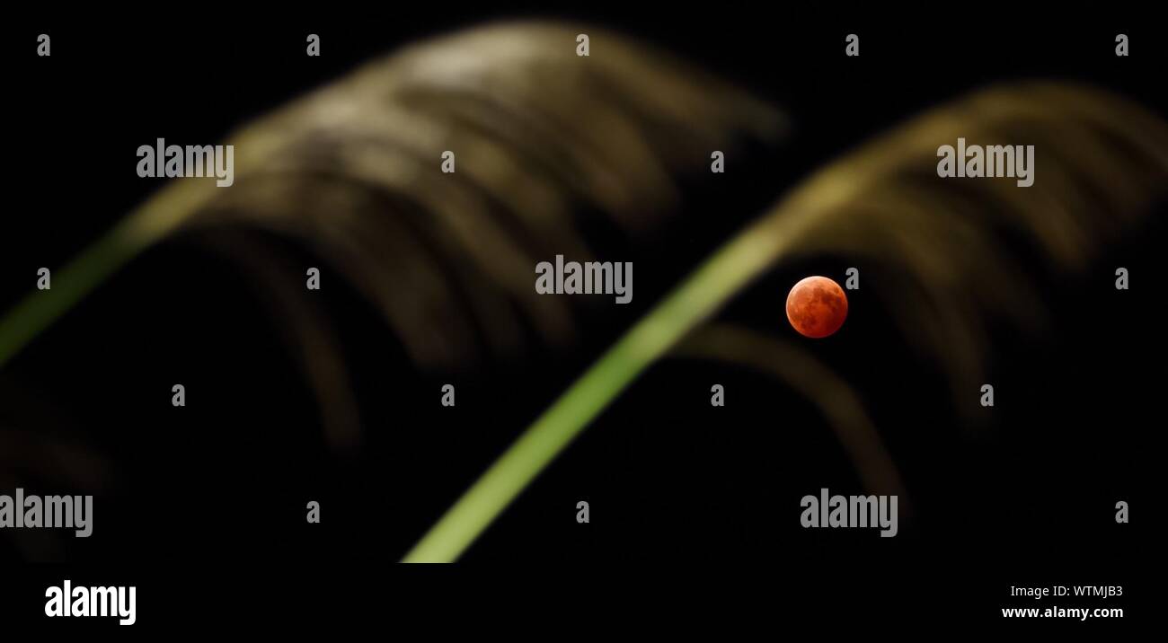 Grass moon hi-res stock photography and images - Alamy