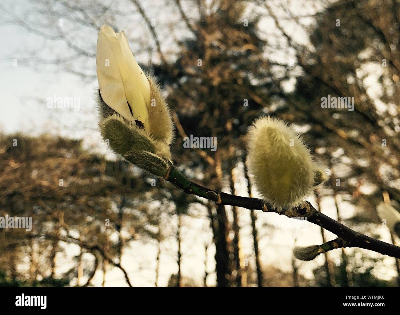 Buds of trees hi-res stock photography and images - Alamy
