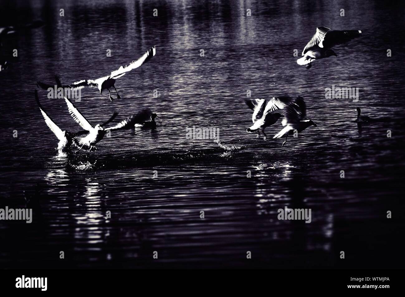 Taking birds hi-res stock photography and images - Alamy