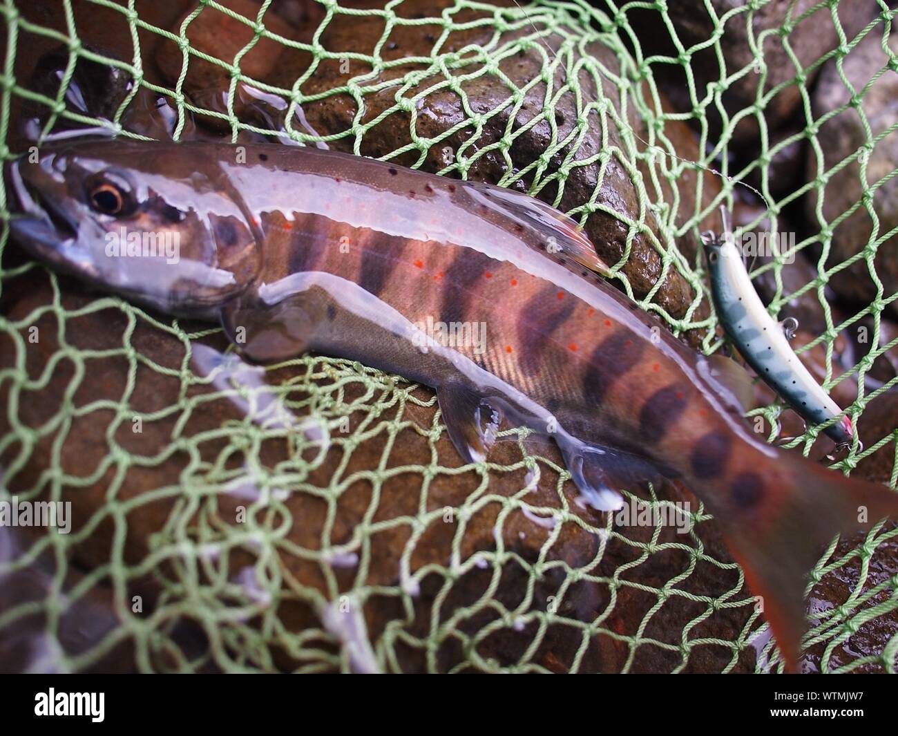 Dead Fish Net High Resolution Stock Photography and Images - Alamy