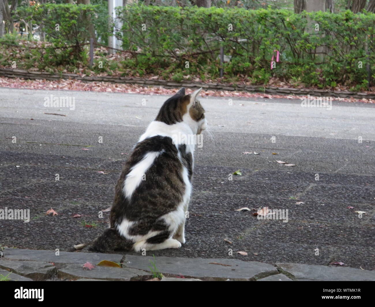Cat Rear View Sitting High Resolution Stock Photography and Images - Alamy