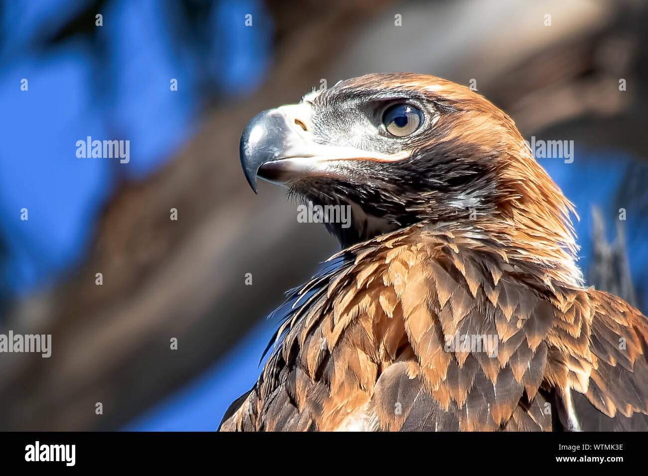 Wedge-tailed Eagle, Woodlands Historic Park, Greenvale, Victoria Stock ...