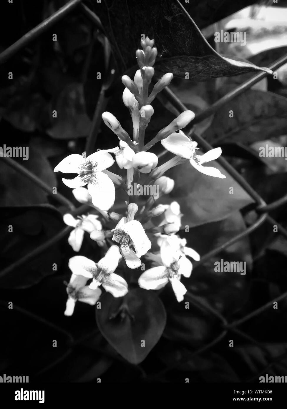 White Flower Growing Out Of Netting Stock Photo - Alamy