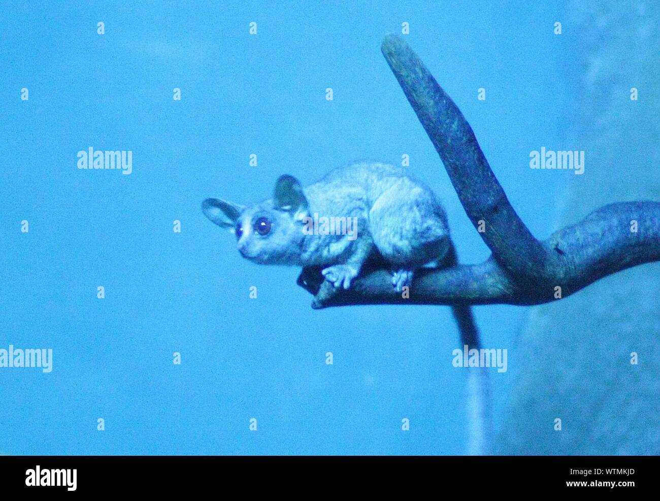 Goodman mouse lemur hi-res stock photography and images - Alamy