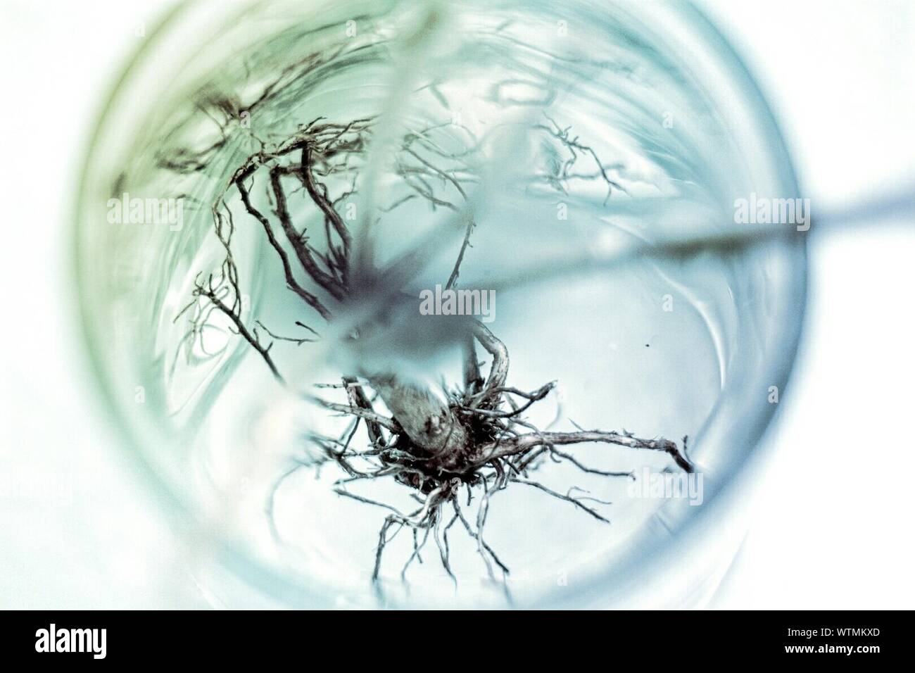 Water drinking plant hi-res stock photography and images - Alamy