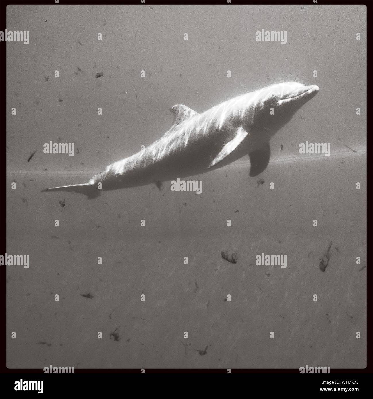 View Of A Dolphin Underwater Stock Photo - Alamy