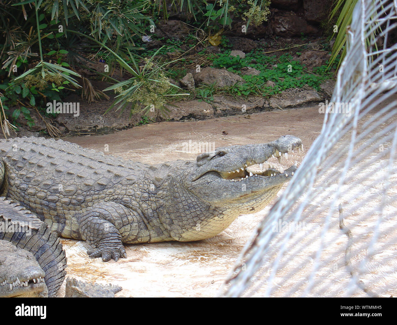 Crocodiles Zoo High Resolution Stock Photography and Images - Alamy