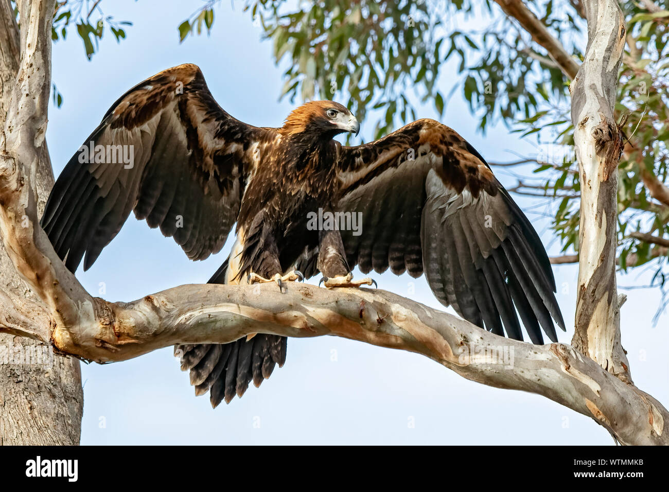 Wedge-tailed Eagle, Woodlands Historic Park, Greenvale, Victoria Stock ...