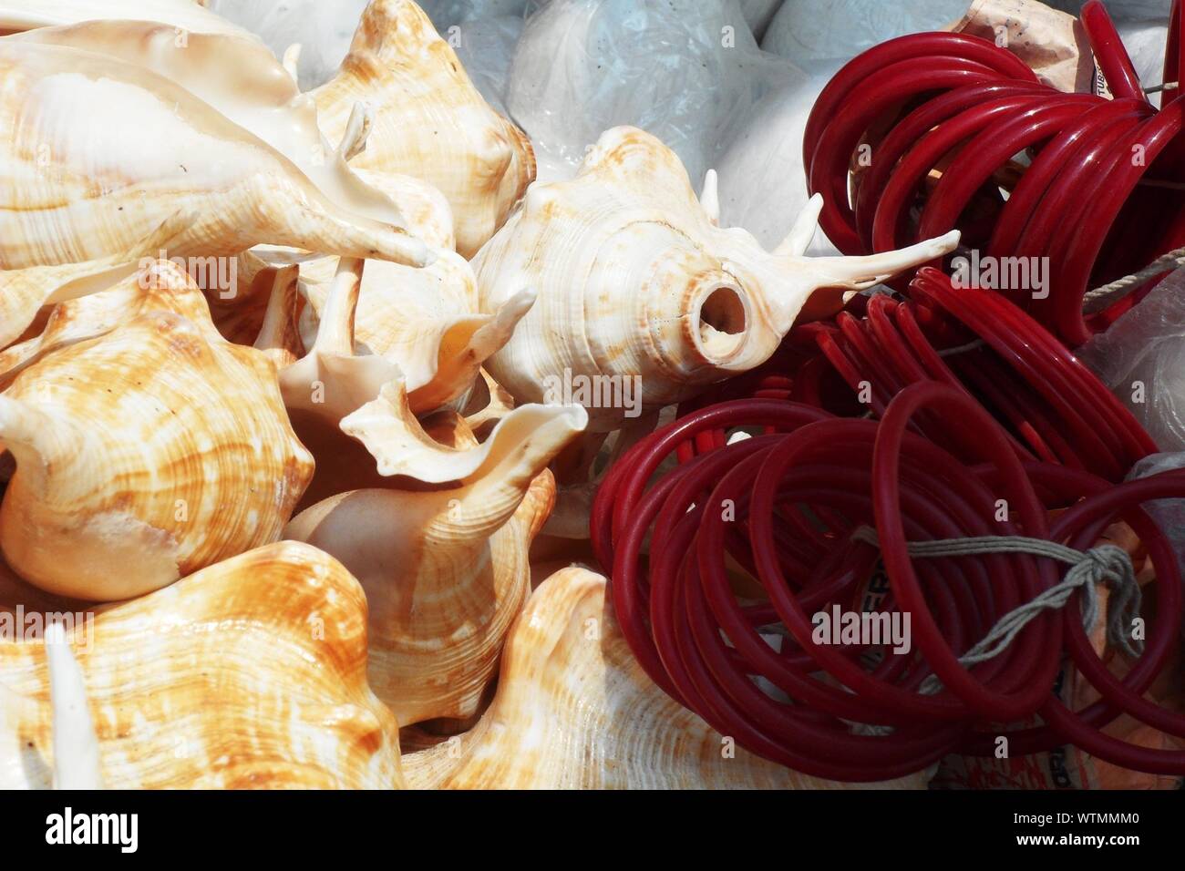 Display sale shells hi-res stock photography and images - Alamy