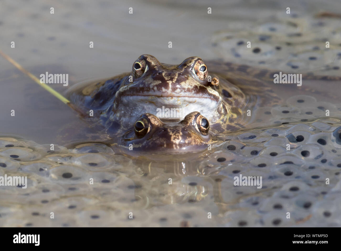 Frogs And Frogspawn High Resolution Stock Photography and Images - Alamy