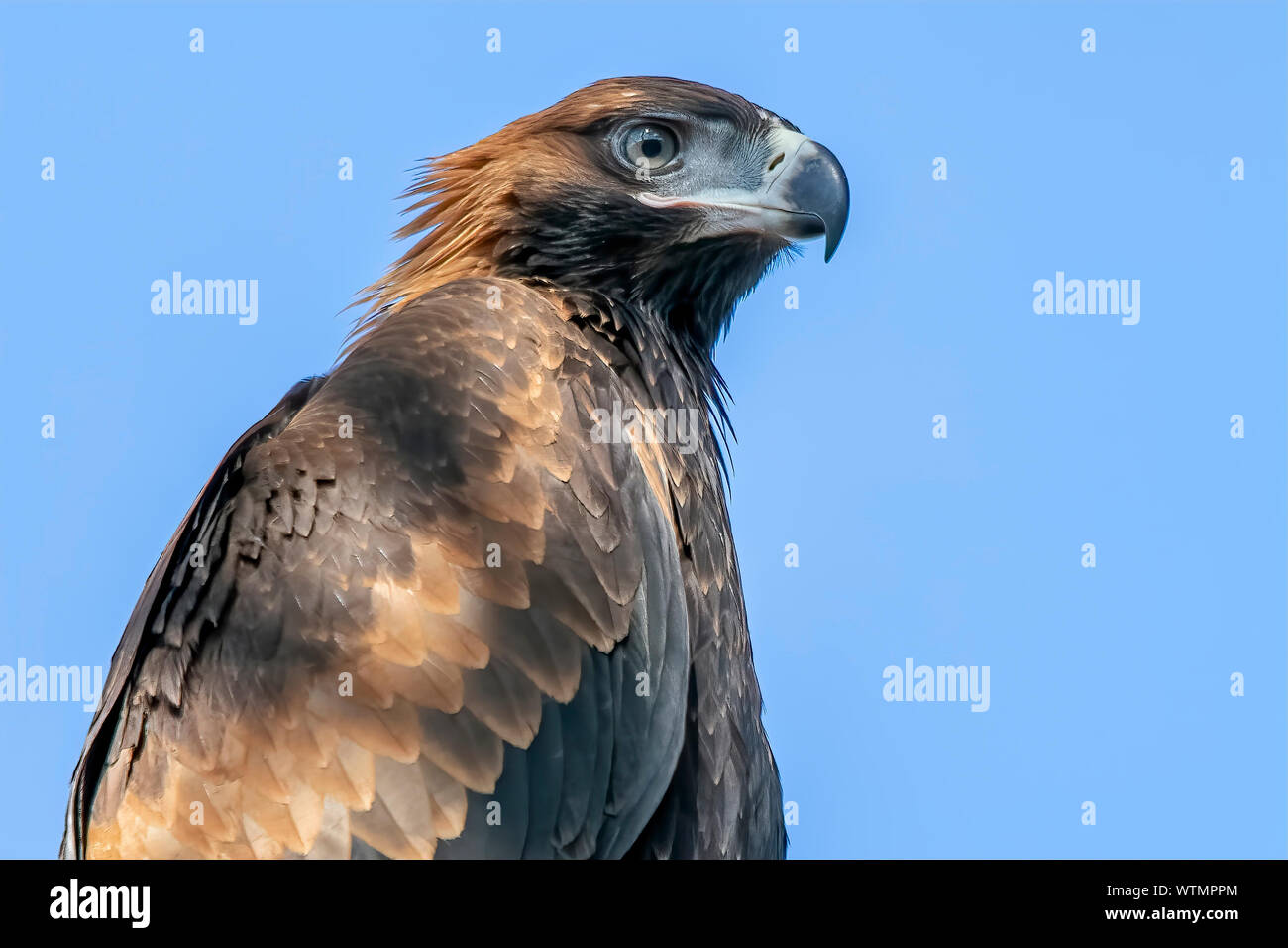 Wedge-tailed Eagle, Woodlands Historic Park, Greenvale, Victoria Stock ...