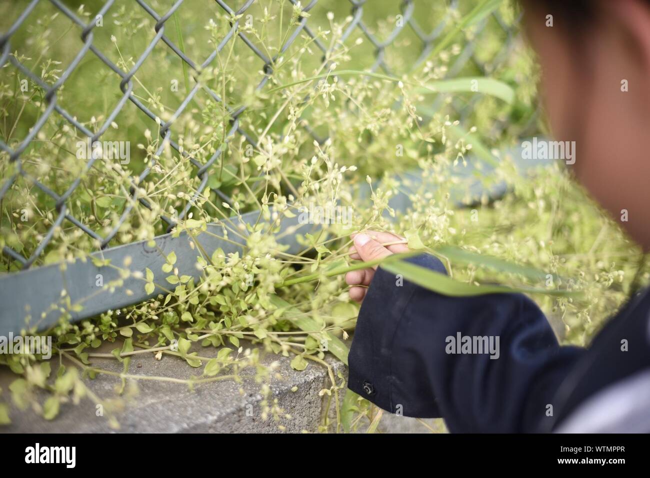 Plucking flower hi-res stock photography and images - Alamy