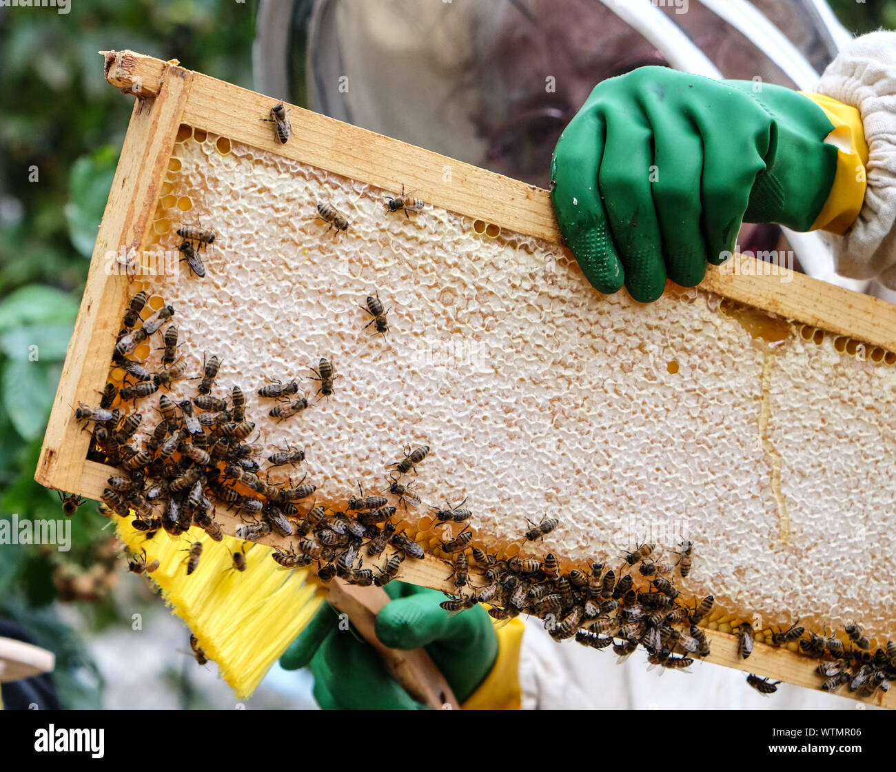 Honeycomb frame hi-res stock photography and images - Alamy