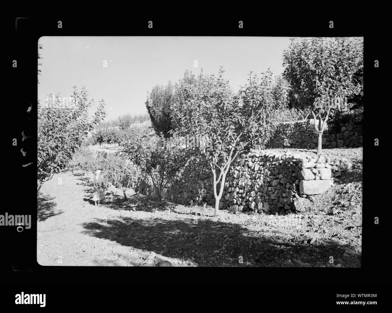 Mr. Abcarius' terraced orchard at Abu Gosh. Distant view of well ...