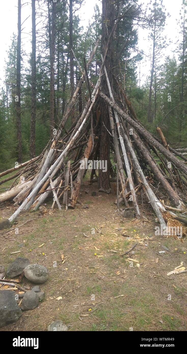 Leaning tree trunk hi-res stock photography and images - Alamy