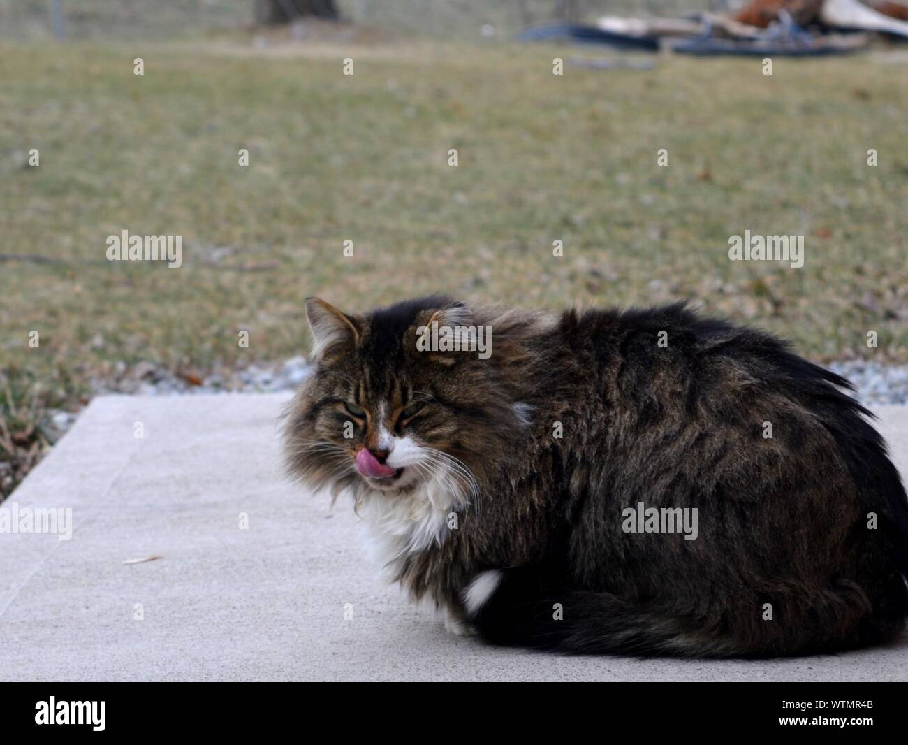 Marble feline hi-res stock photography and images - Alamy