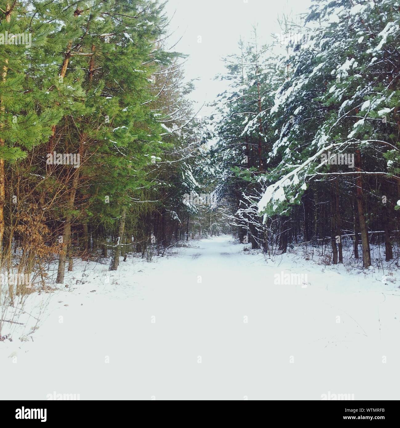 Tree covering pathway hi-res stock photography and images - Alamy