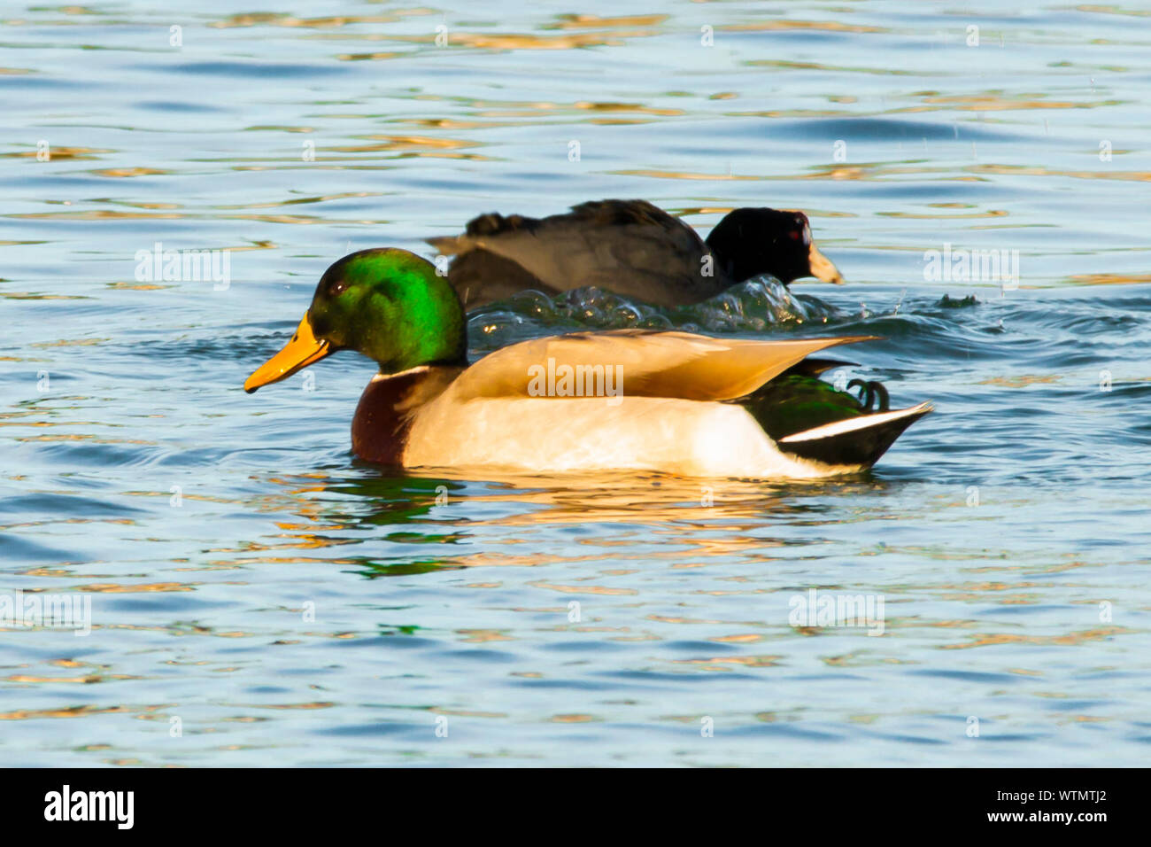 Ducks In Water Stock Photo - Alamy