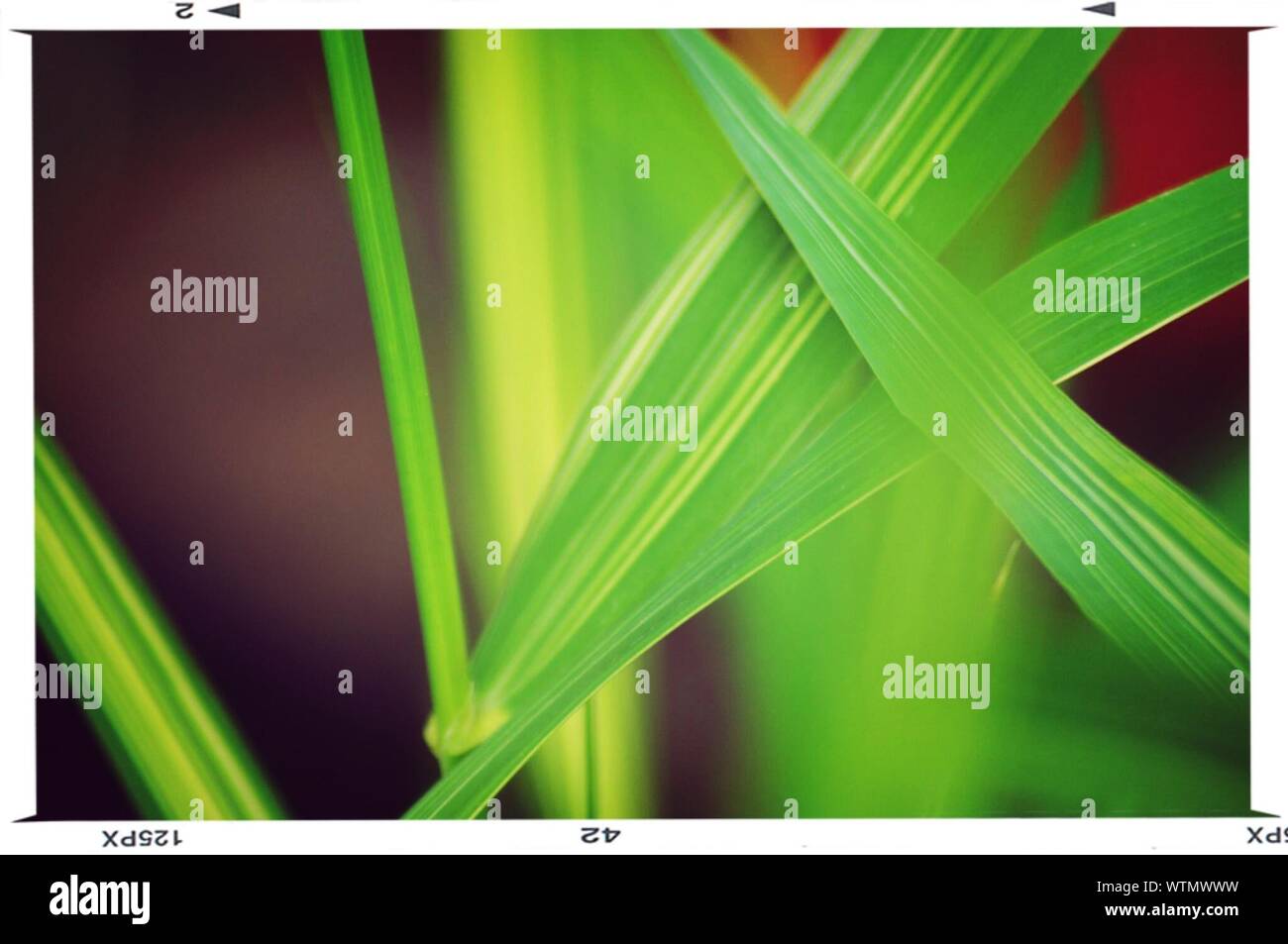 Stem with leaves hi-res stock photography and images - Alamy