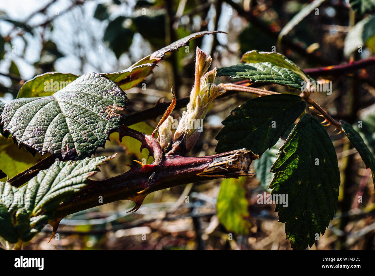 Rotting Leaves High Resolution Stock Photography and Images - Alamy