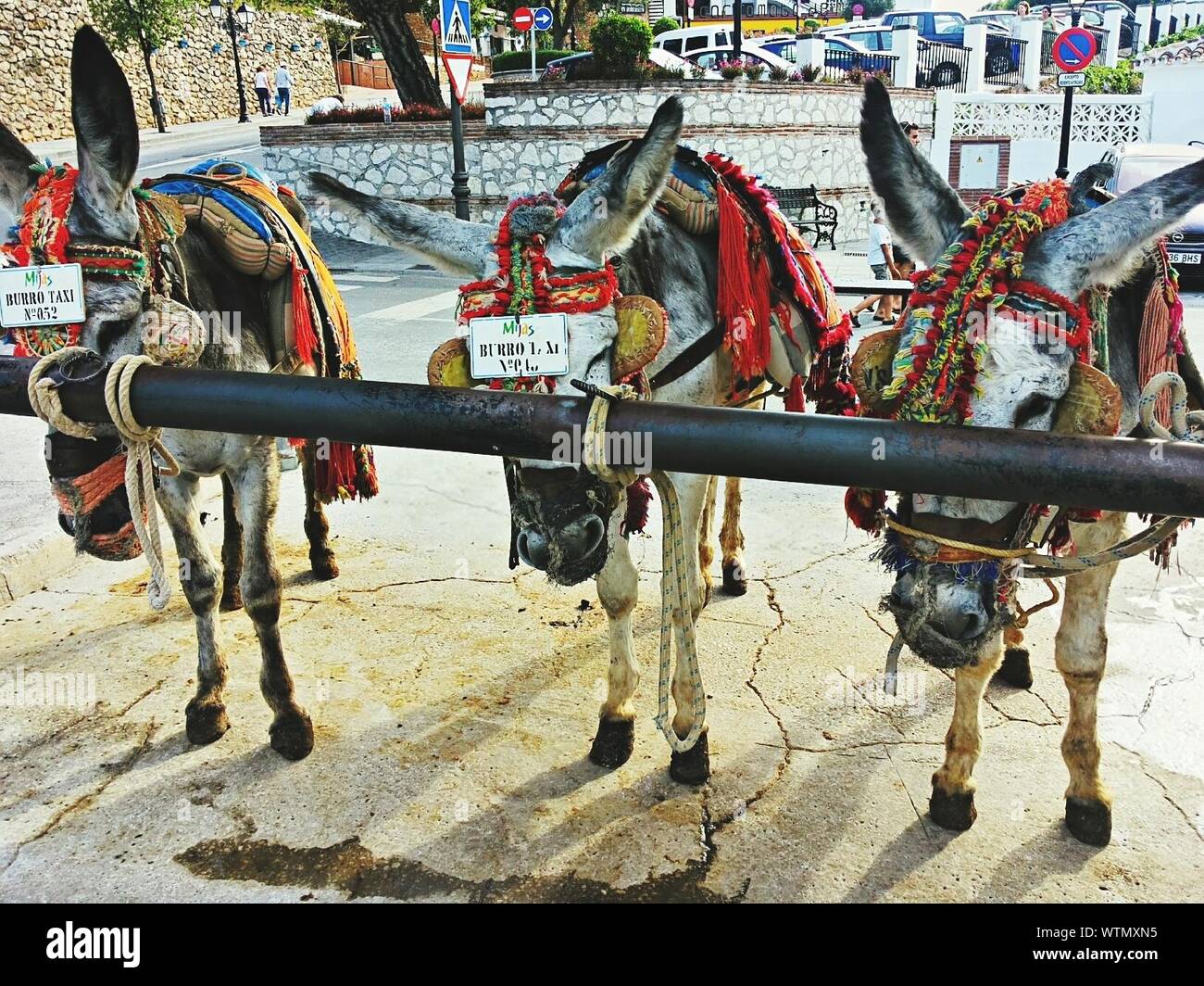 Dressed donkey hi-res stock photography and images - Alamy