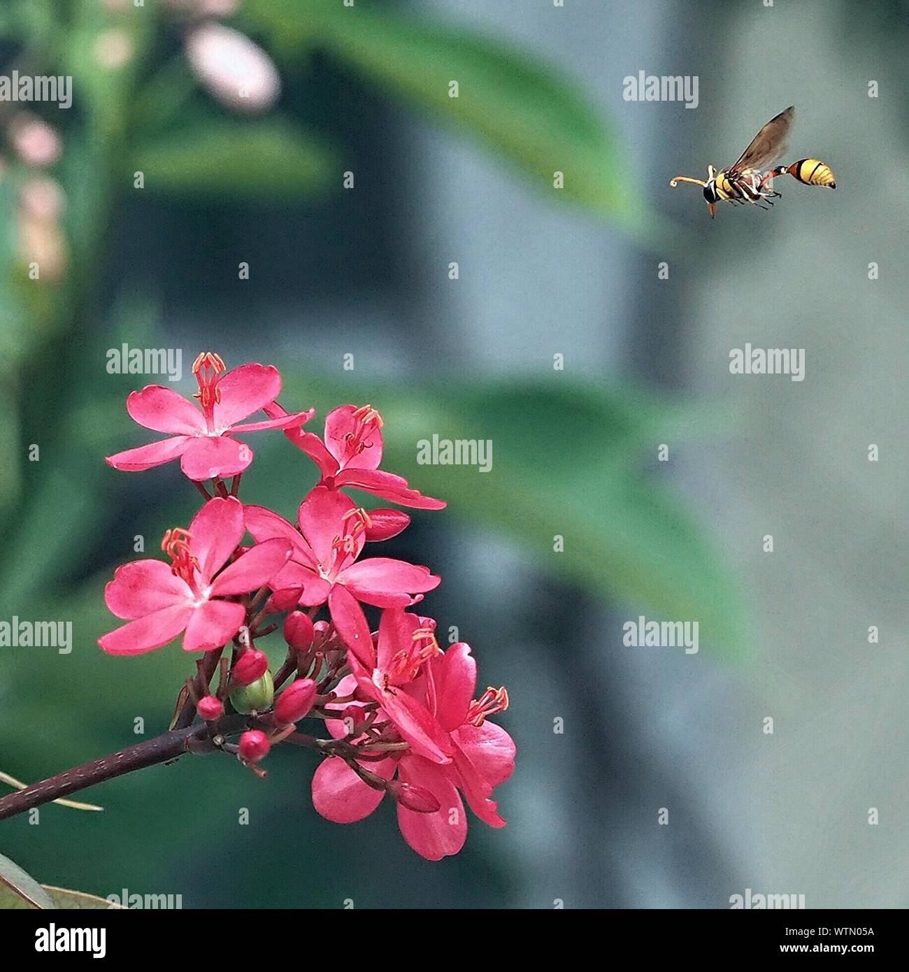 Flying hornet insect hi-res stock photography and images - Alamy