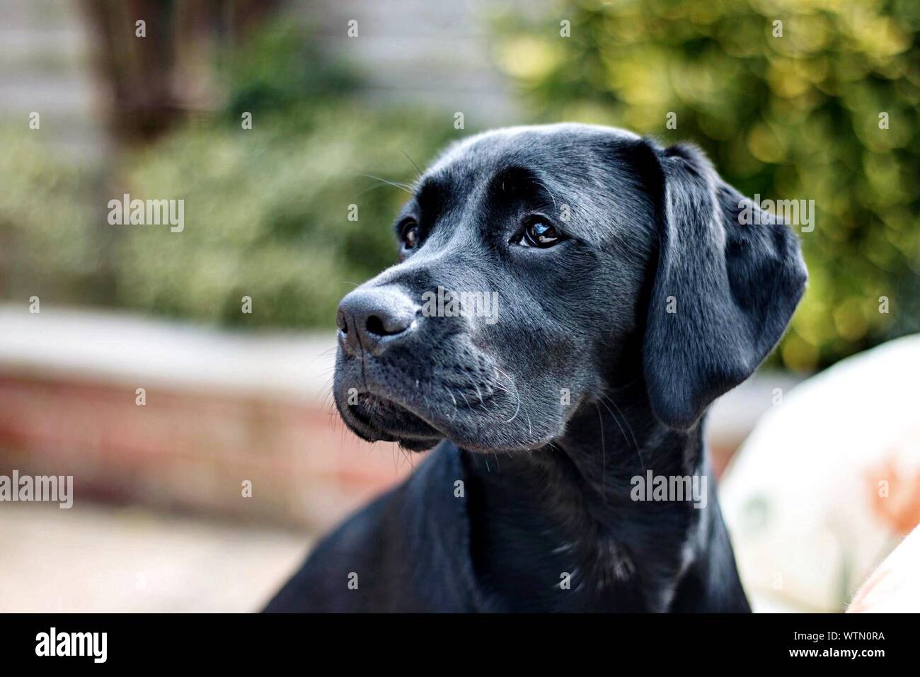 Young labrador retriever hi-res stock photography and images - Alamy
