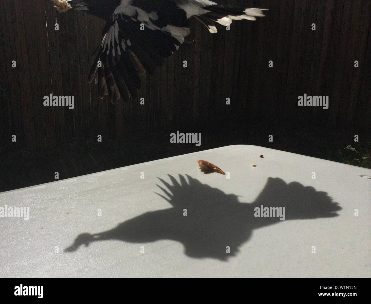 Bird shadow hi-res stock photography and images - Alamy
