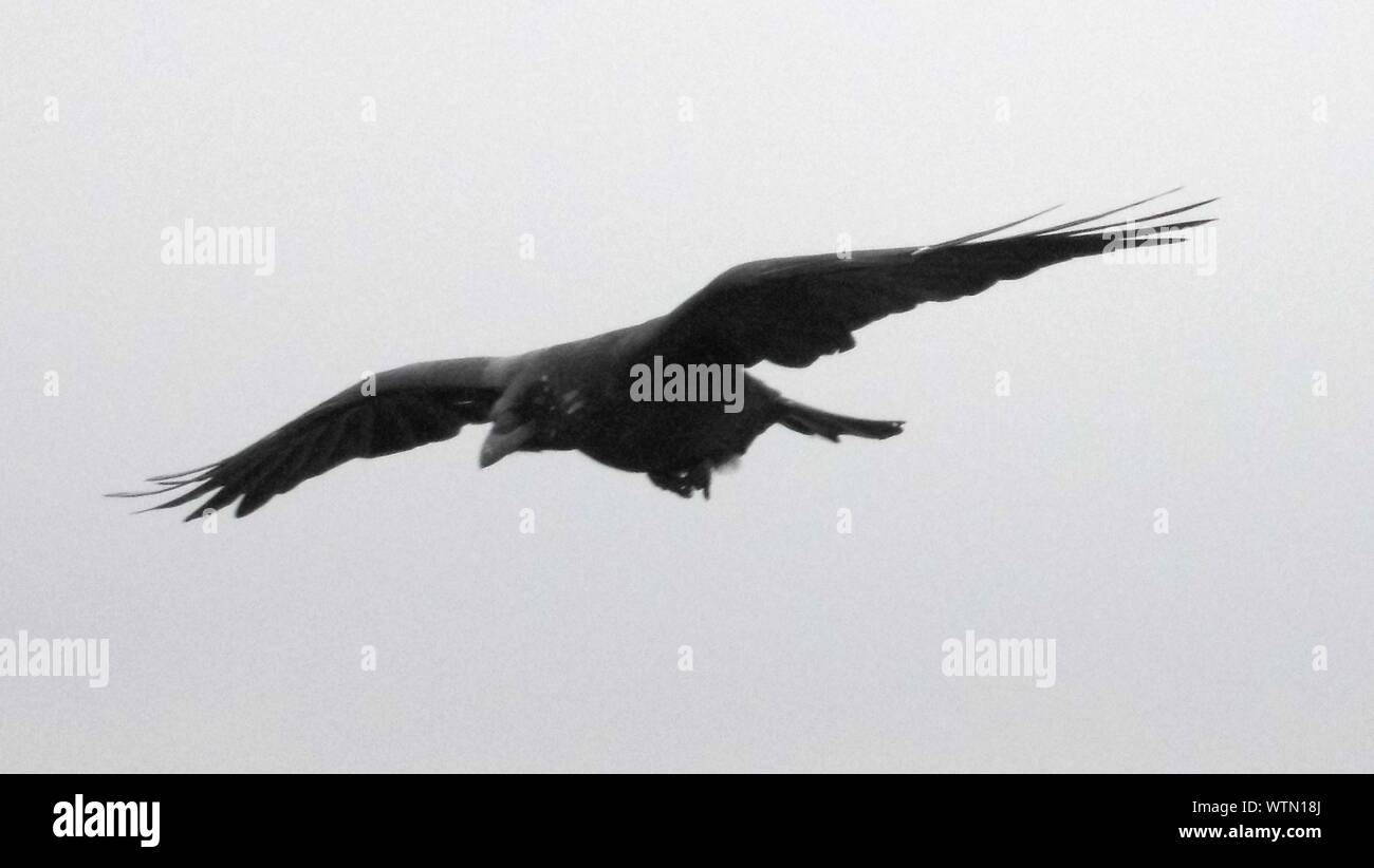 Raven flying hi-res stock photography and images - Alamy