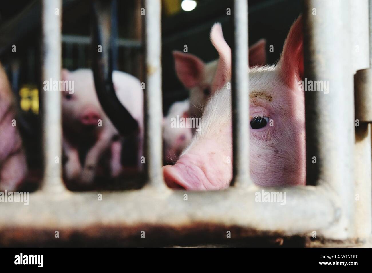 Pig in cage hi-res stock photography and images - Alamy