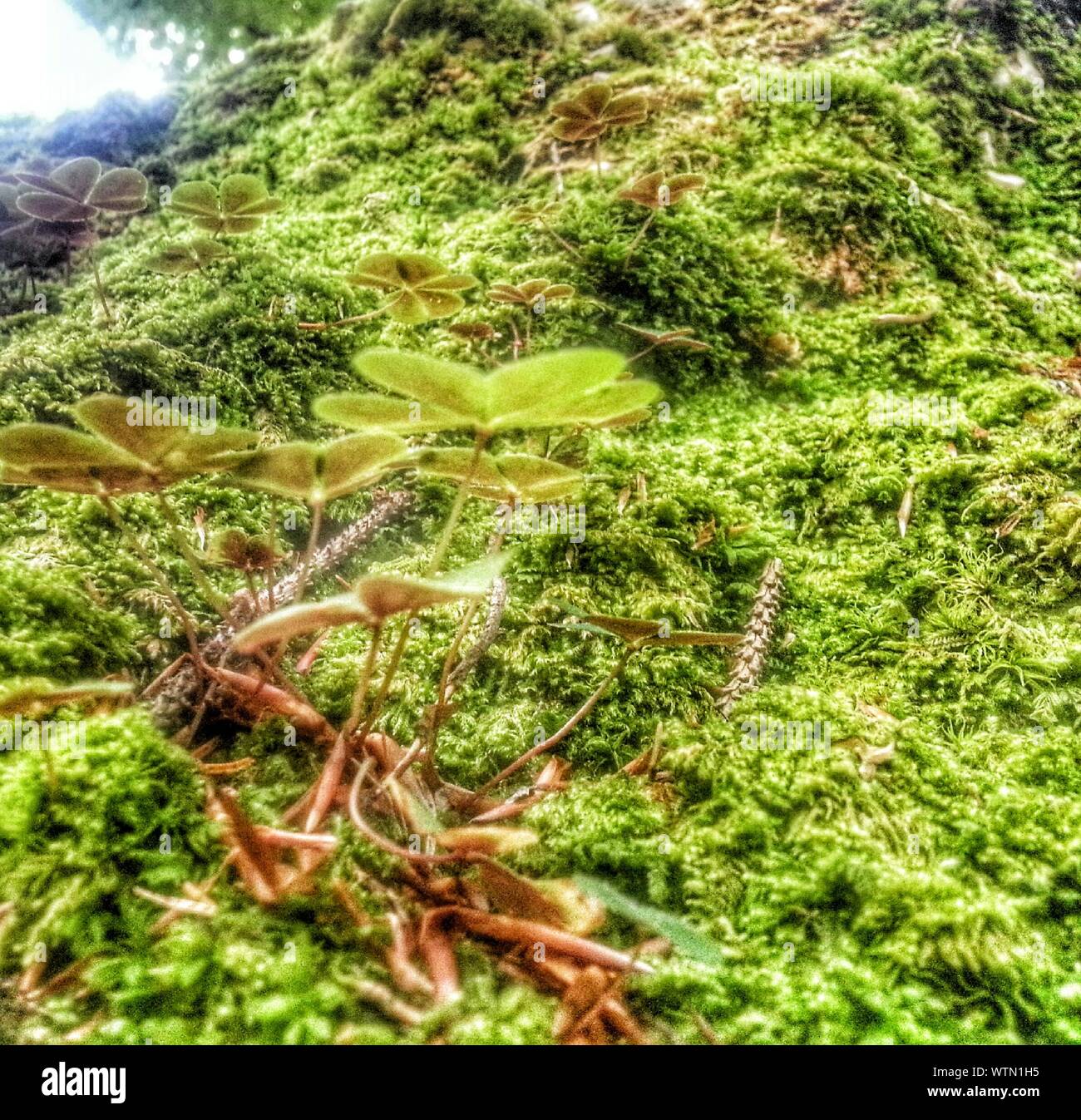 Moss covered landscape hi-res stock photography and images - Alamy