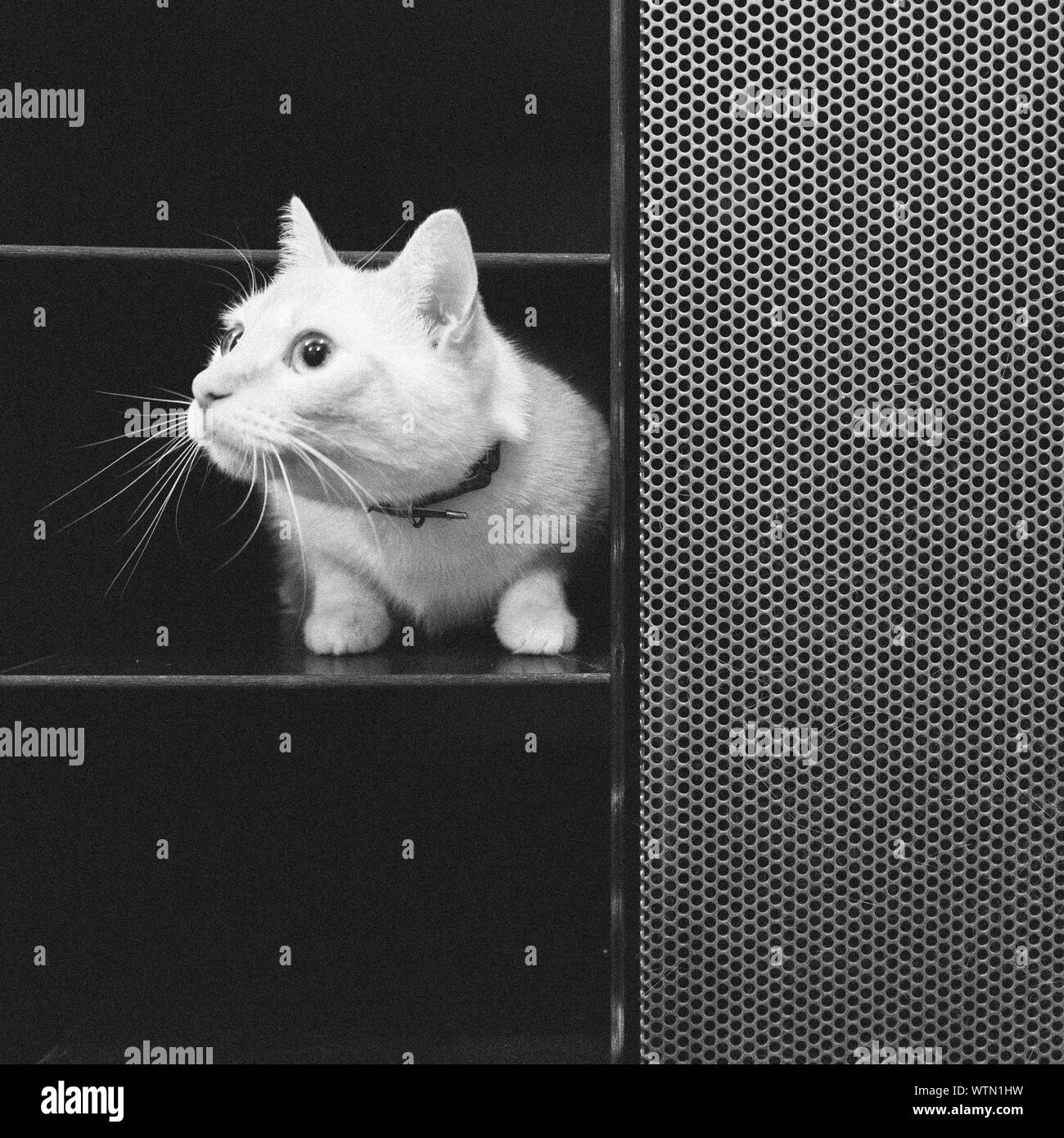 Cat scared looking hi-res stock photography and images - Alamy