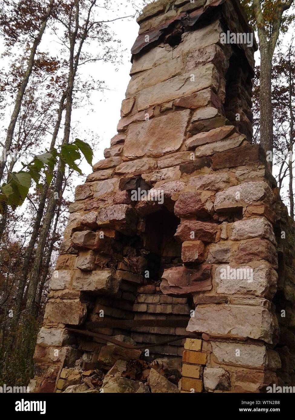 Structure forest hi-res stock photography and images - Alamy