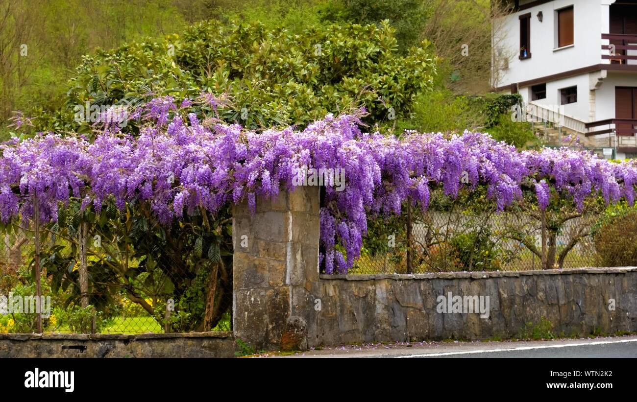 Purple vine plants hi-res stock photography and images - Alamy