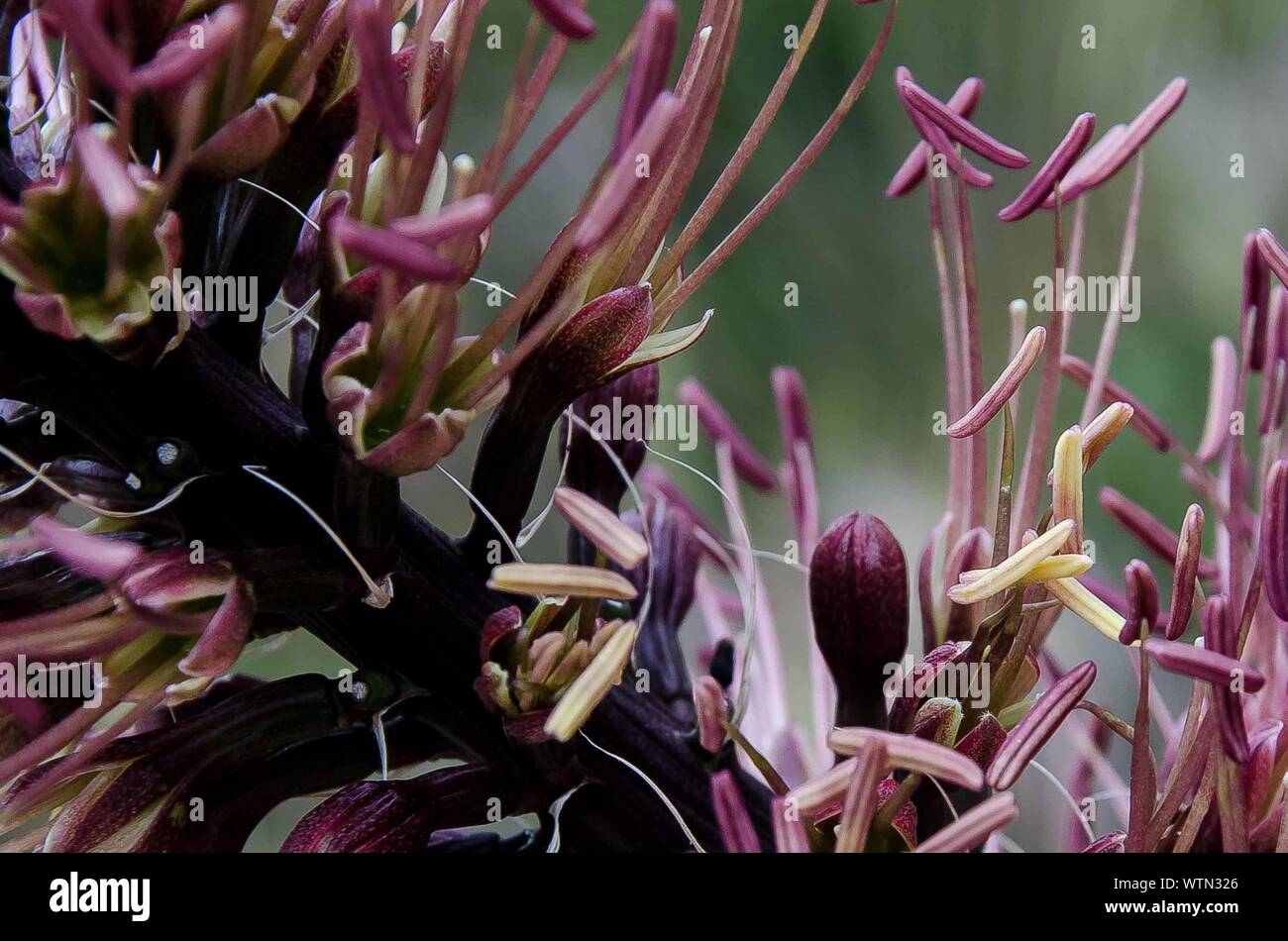 Magenta flowers hi-res stock photography and images - Alamy