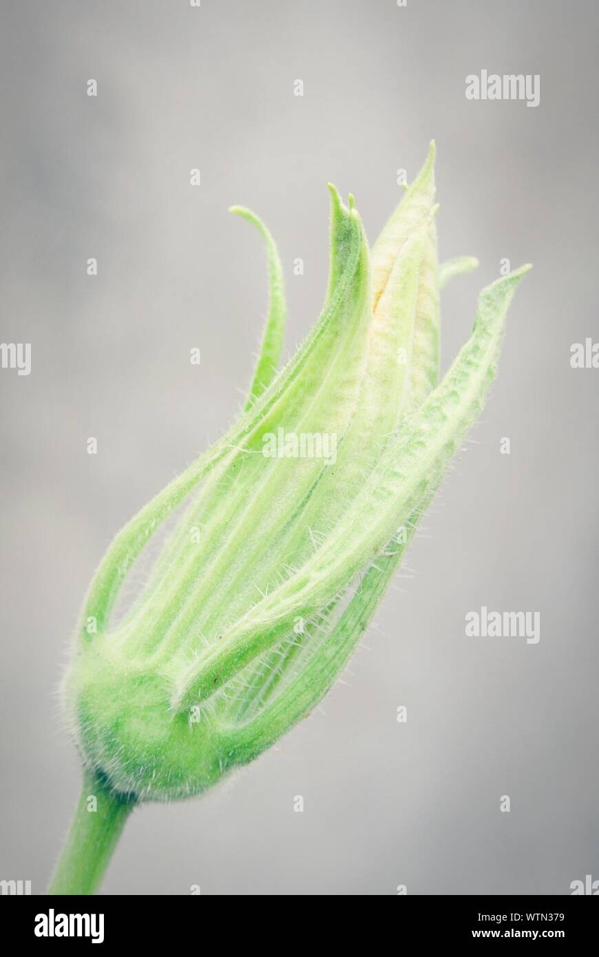 Pumpkin Bud High Resolution Stock Photography and Images - Alamy