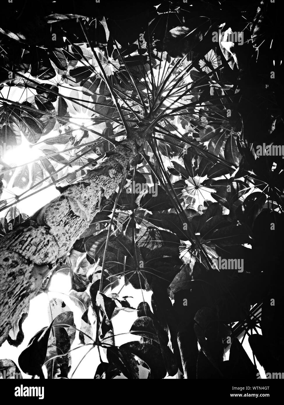Tree upward view Black and White Stock Photos & Images - Alamy