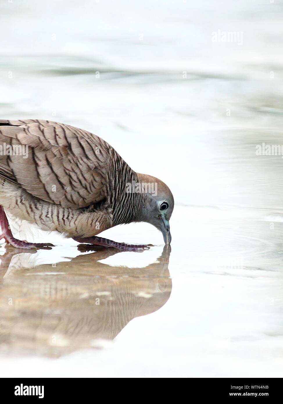 Cuckoo day hi-res stock photography and images - Alamy