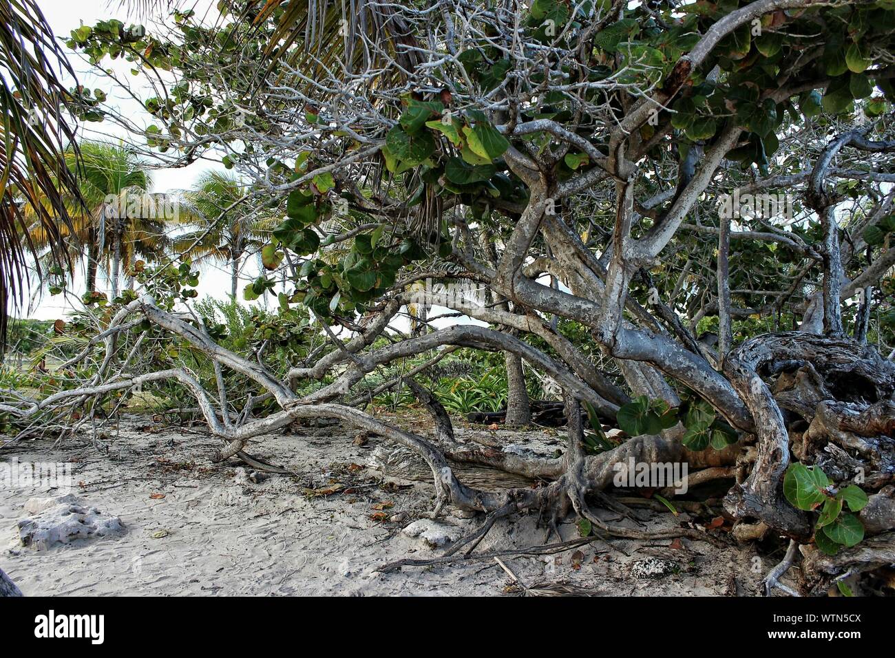 Tangled Roots High Resolution Stock Photography and Images - Alamy