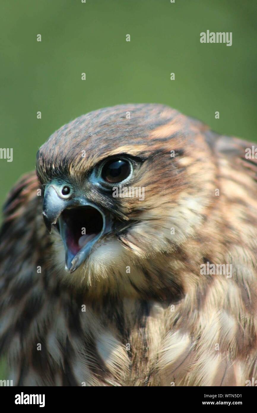 Bird beak open hi-res stock photography and images - Alamy